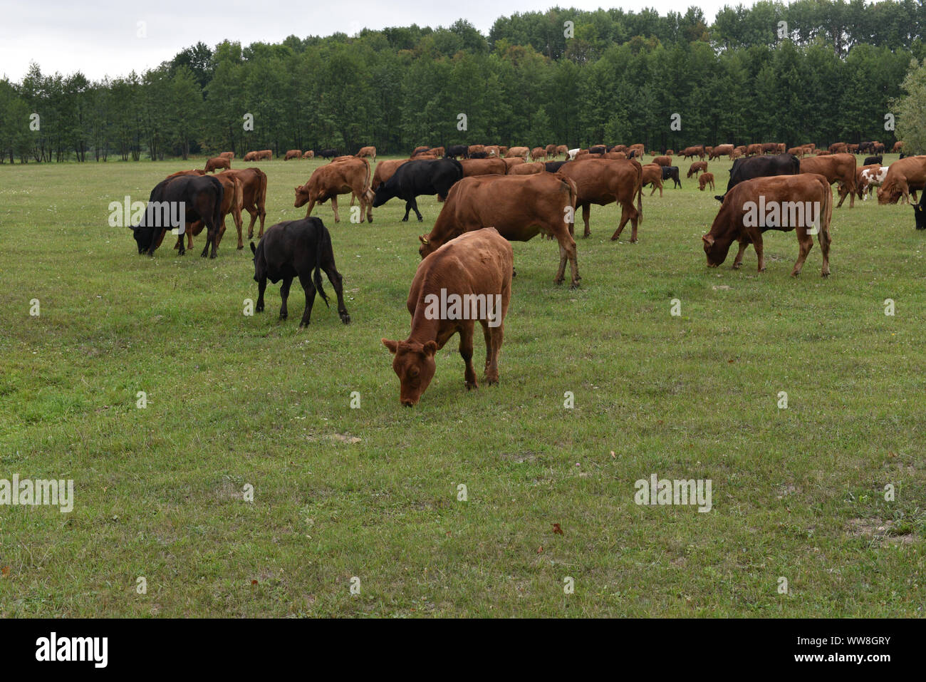 Cows Volyn meat, limousine, abordin.Rural composition. Cows grazing in ...