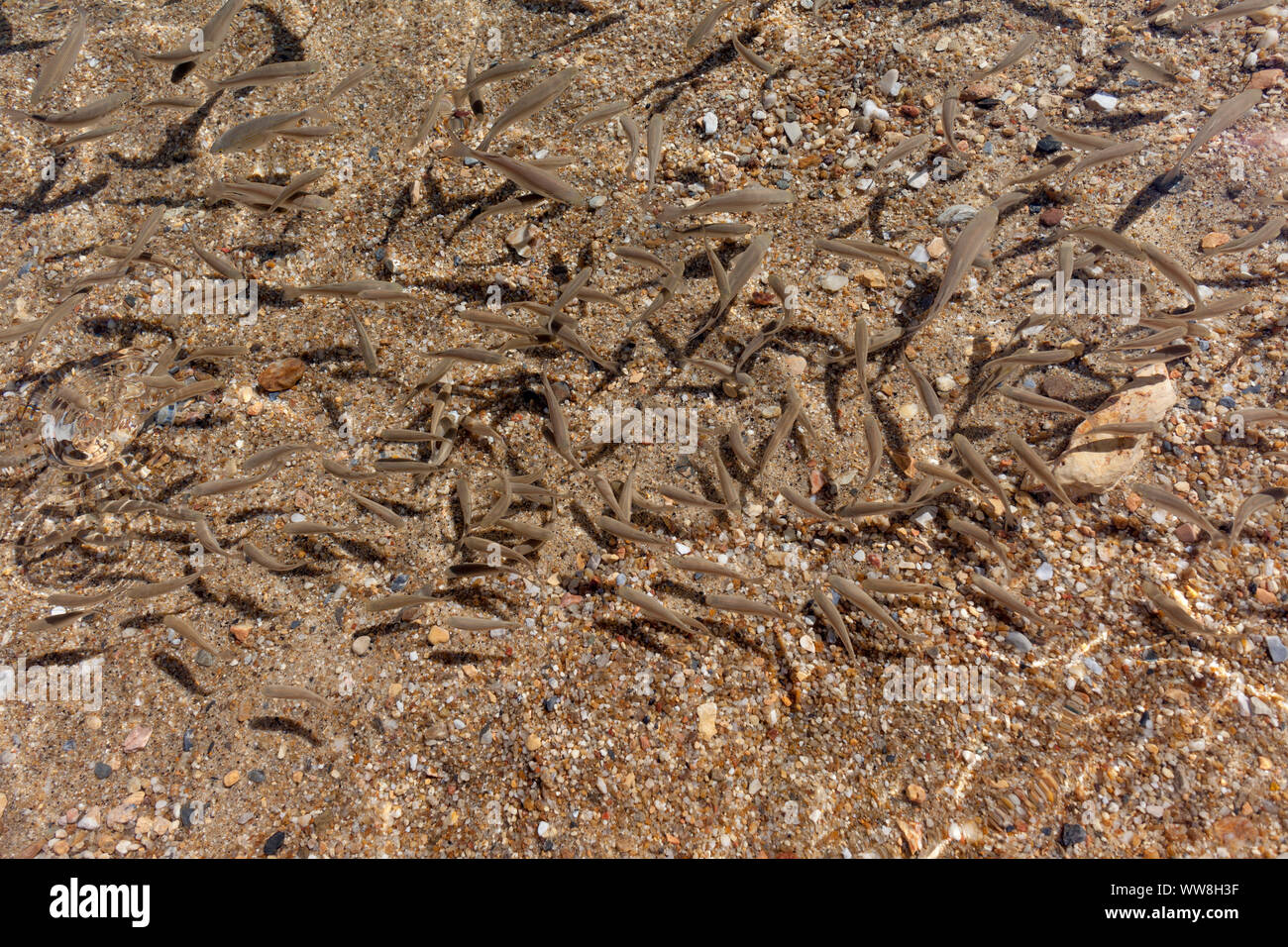 Swarm of little fish in shallow water with shade hi-res stock ...