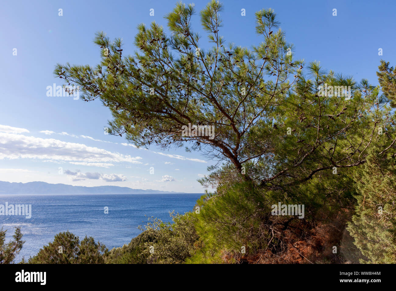 Leaning pine tree hi-res stock photography and images - Alamy