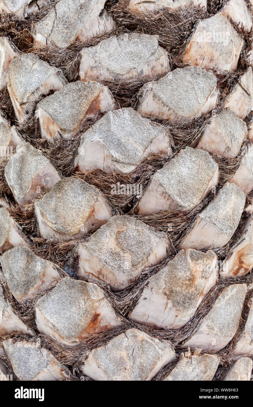 Palm Tree Trunk Pattern