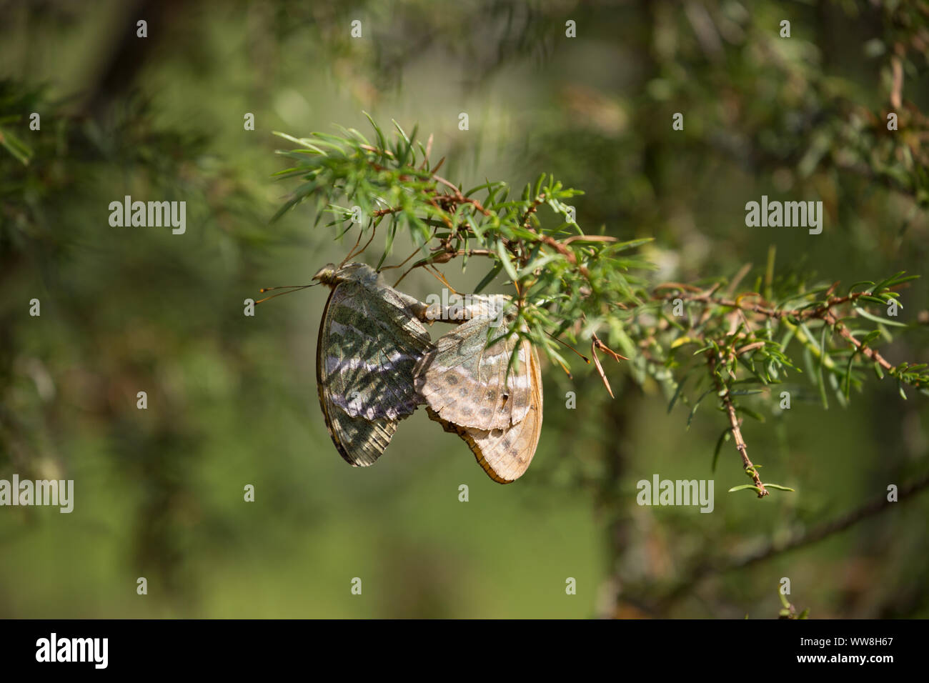 Butterfly mating hi-res stock photography and images - Alamy