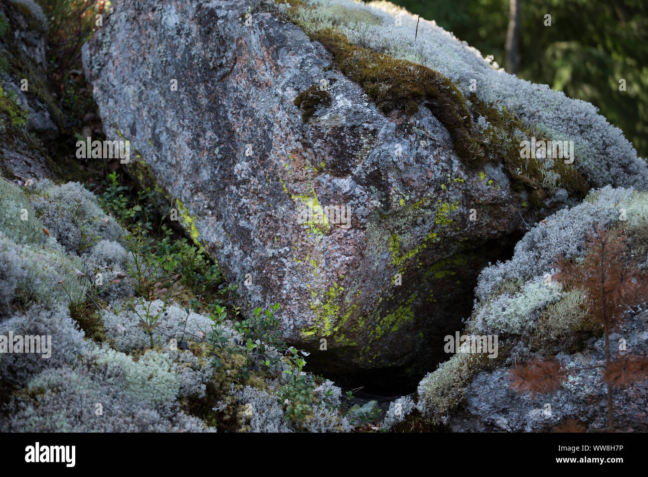 Lichen on the cliff Stock Photo - Alamy