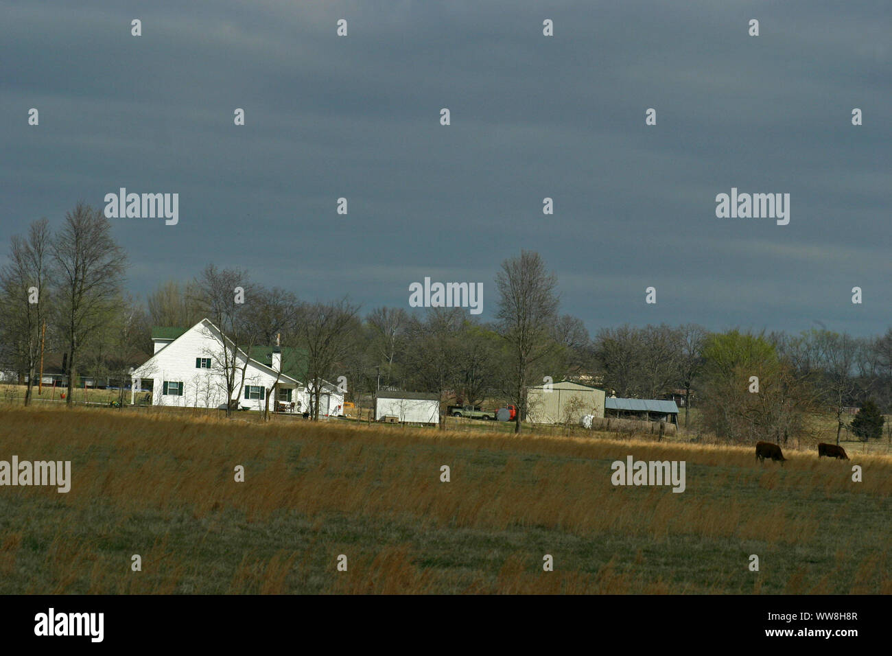 Cows in pennsylvania pasture hi-res stock photography and images - Alamy