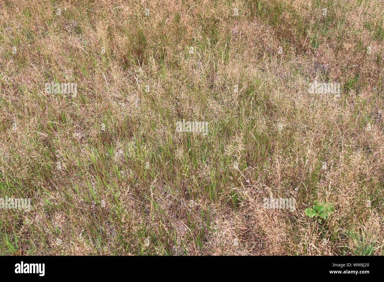 Detailed close up view on a green grass texture in a field in summer ...