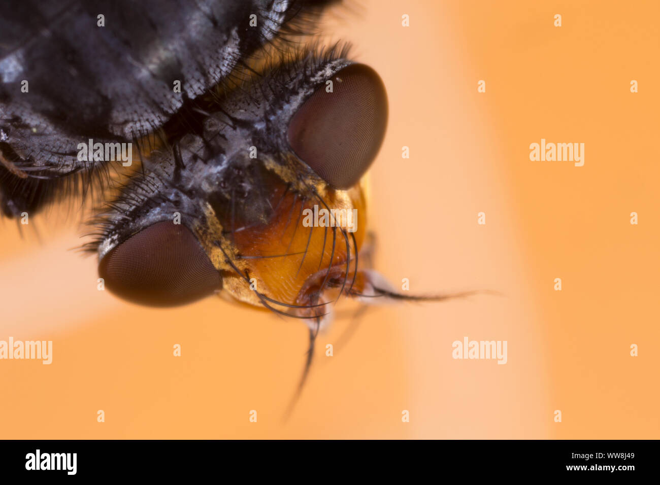 Macro head fly hi-res stock photography and images - Alamy