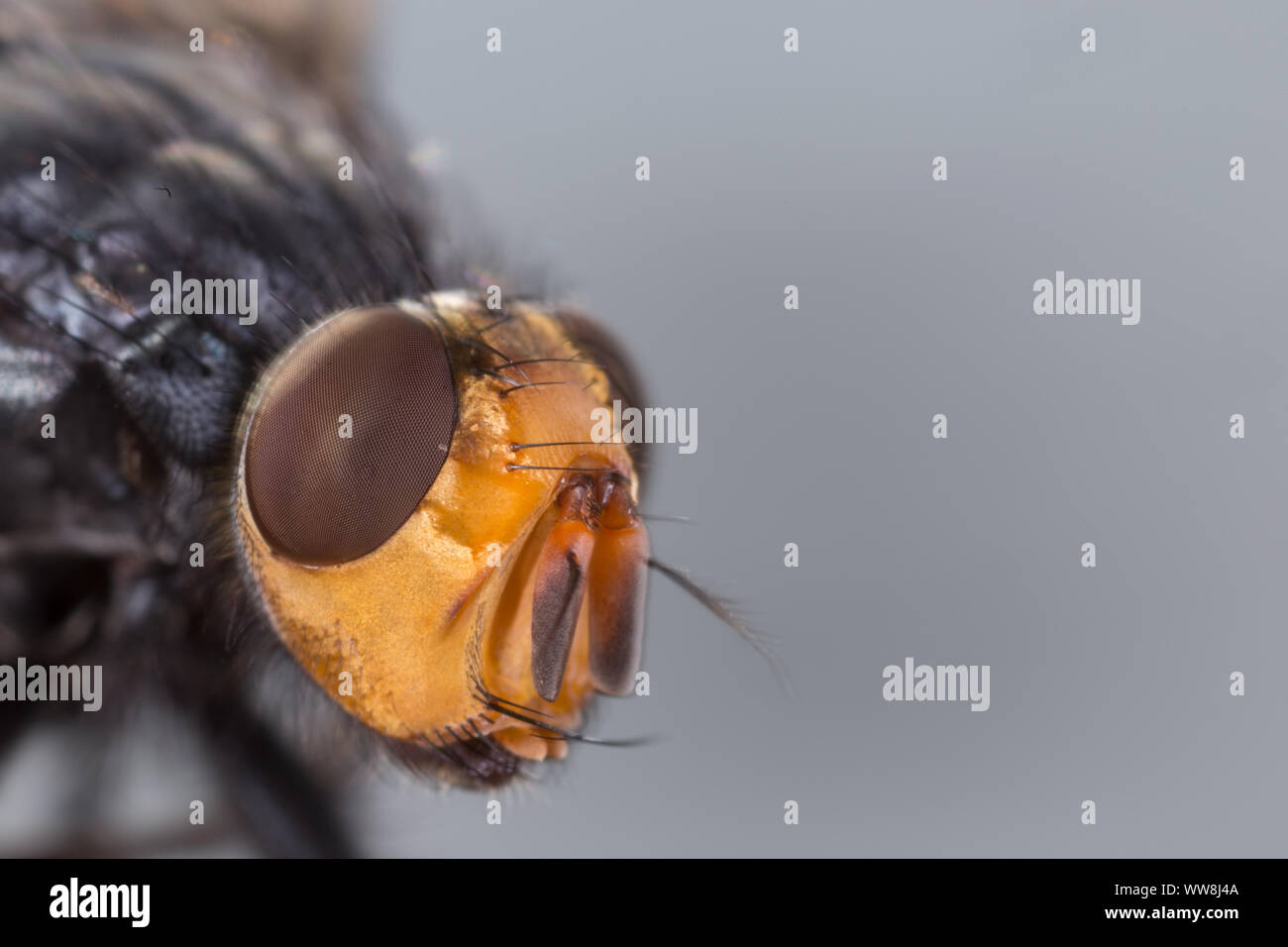 Extremely poisonous hi-res stock photography and images - Alamy