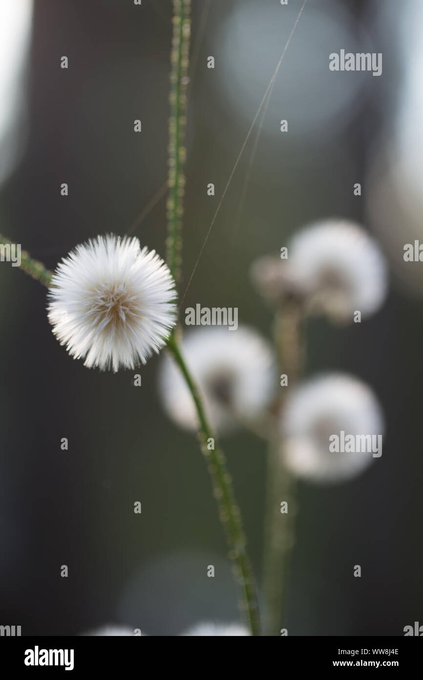 Weed plant hi-res stock photography and images - Alamy