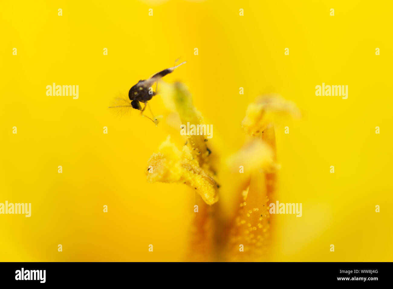 Tiny insect in the center of the flower, extremely macro Stock Photo ...