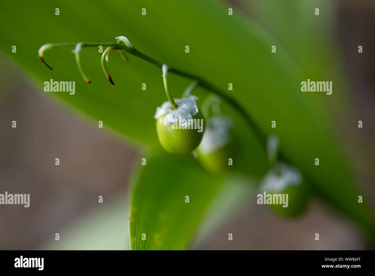Lily berries hi-res stock photography and images - Alamy