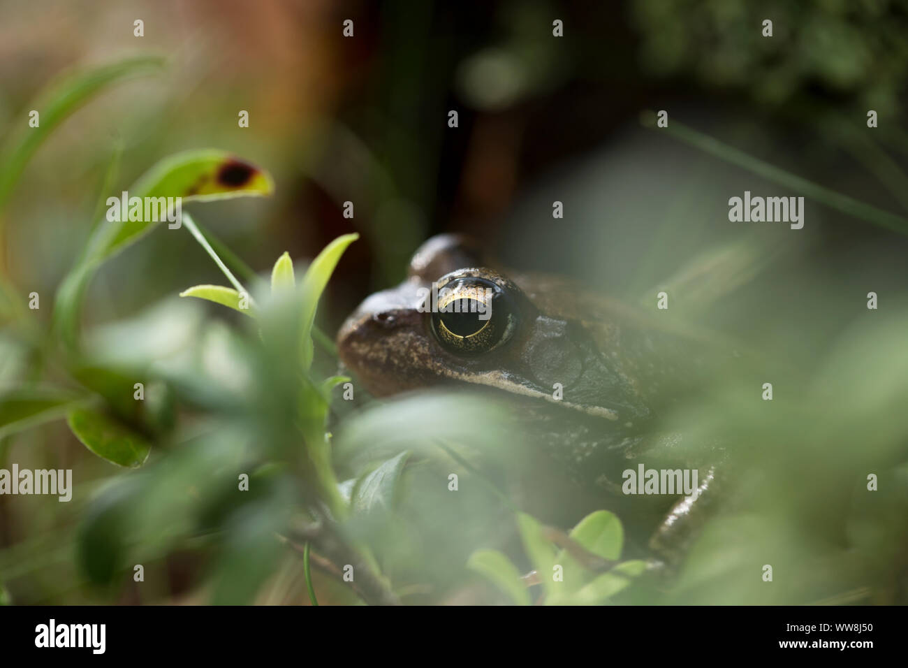 Frog capture hi-res stock photography and images - Alamy