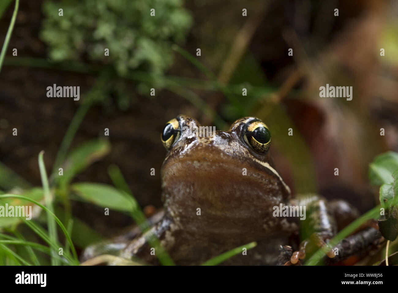 Frog capture hi-res stock photography and images - Alamy