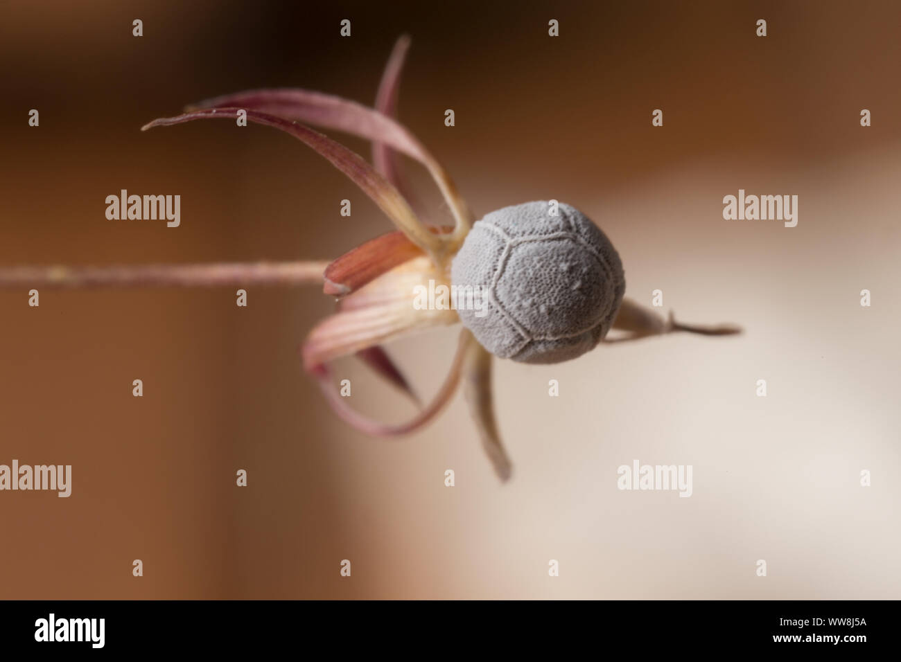 Macro photography of a small berry Stock Photo - Alamy