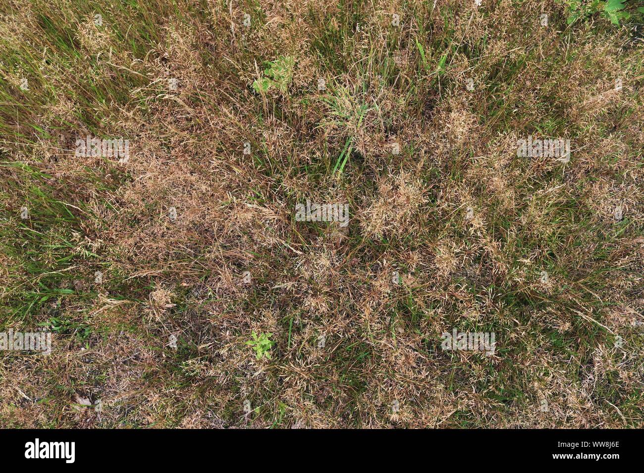 Detailed close up view on a green grass texture in a field in summer ...