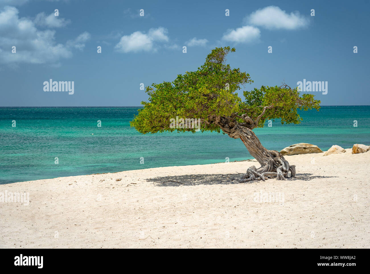 Local divi tree at Eagle Beach, Aruba Stock Photo - Alamy