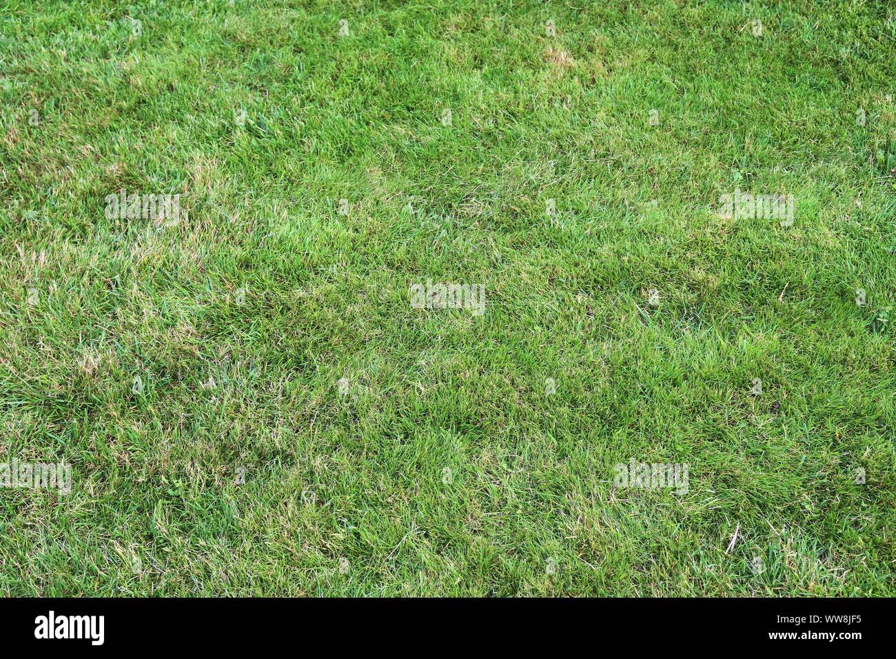Detailed close up view on a green grass texture in a field in summer ...