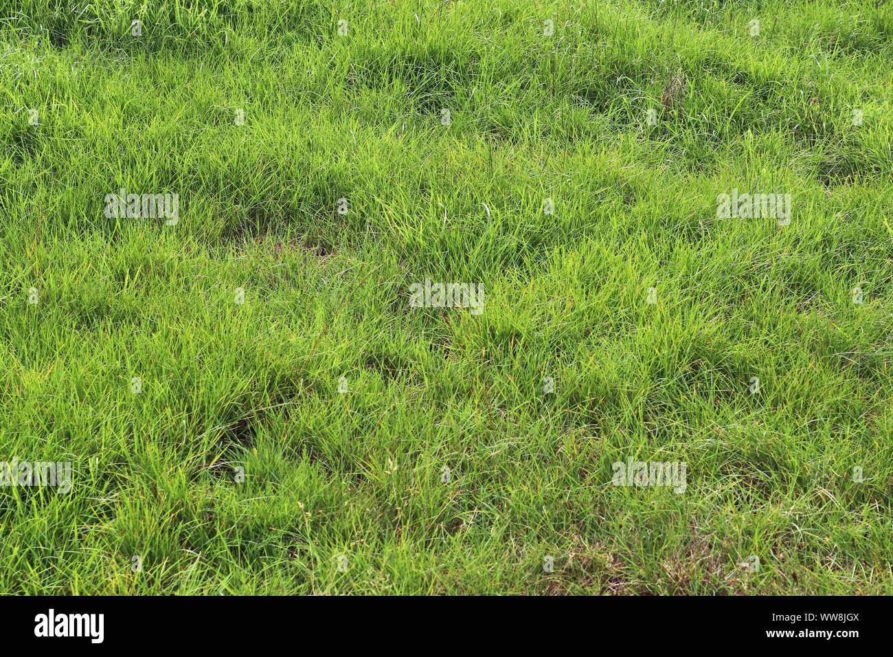 Detailed close up view on a green grass texture in a field in summer ...