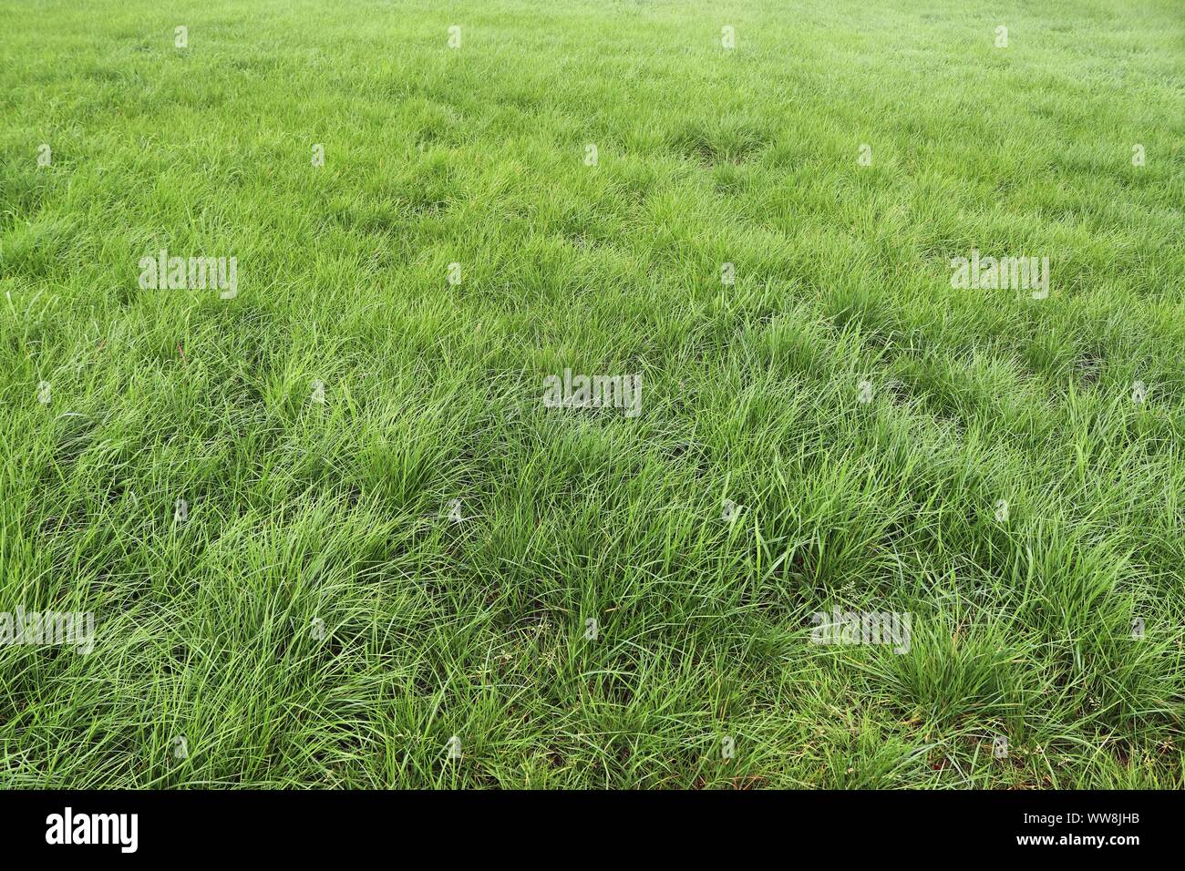 Detailed close up view on a green grass texture in a field in summer ...