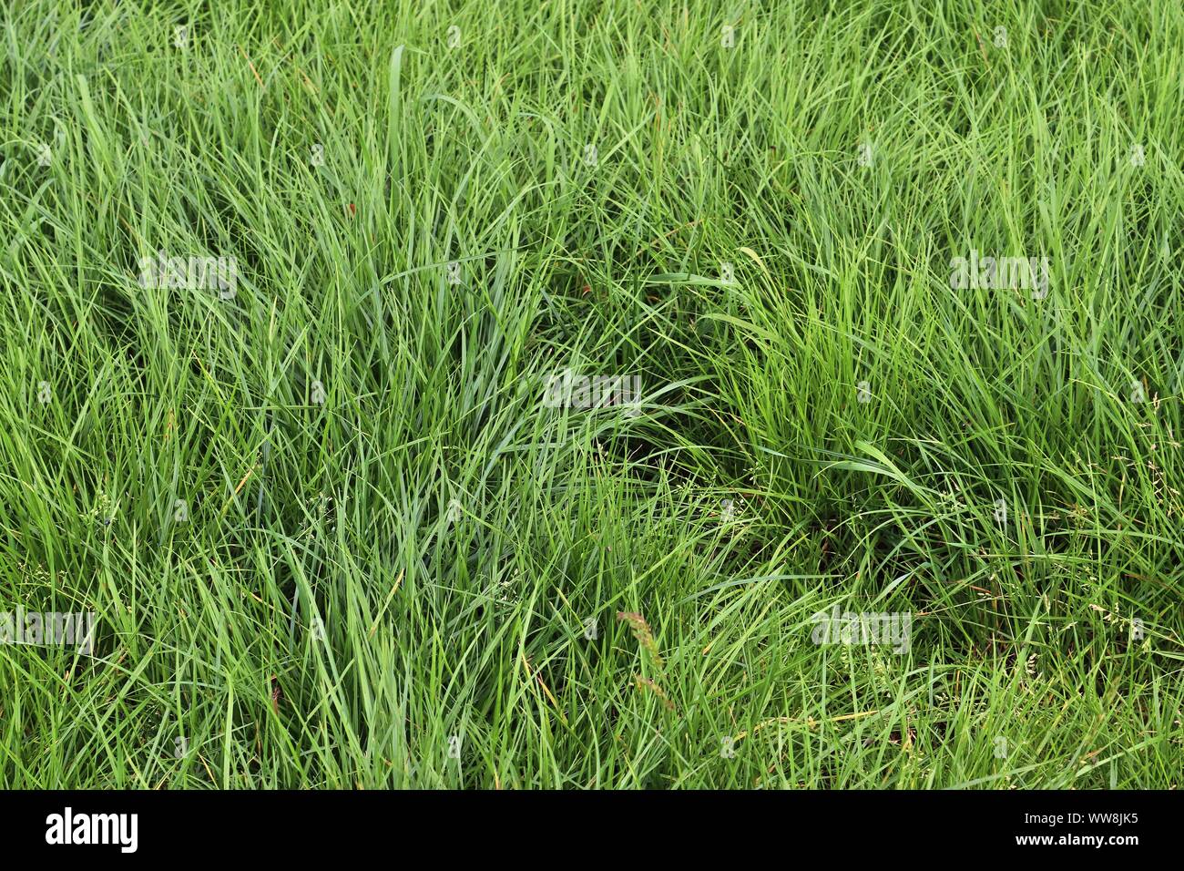 Detailed close up view on a green grass texture in a field in summer ...