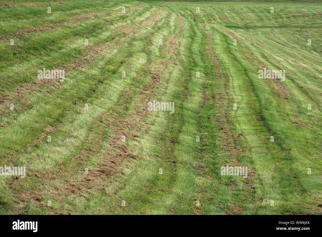 Grass covering large field Stock Photo - Alamy