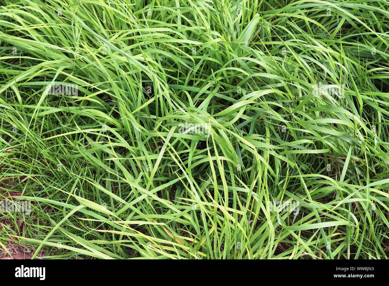 Detailed close up view on a green grass texture in a field in summer ...