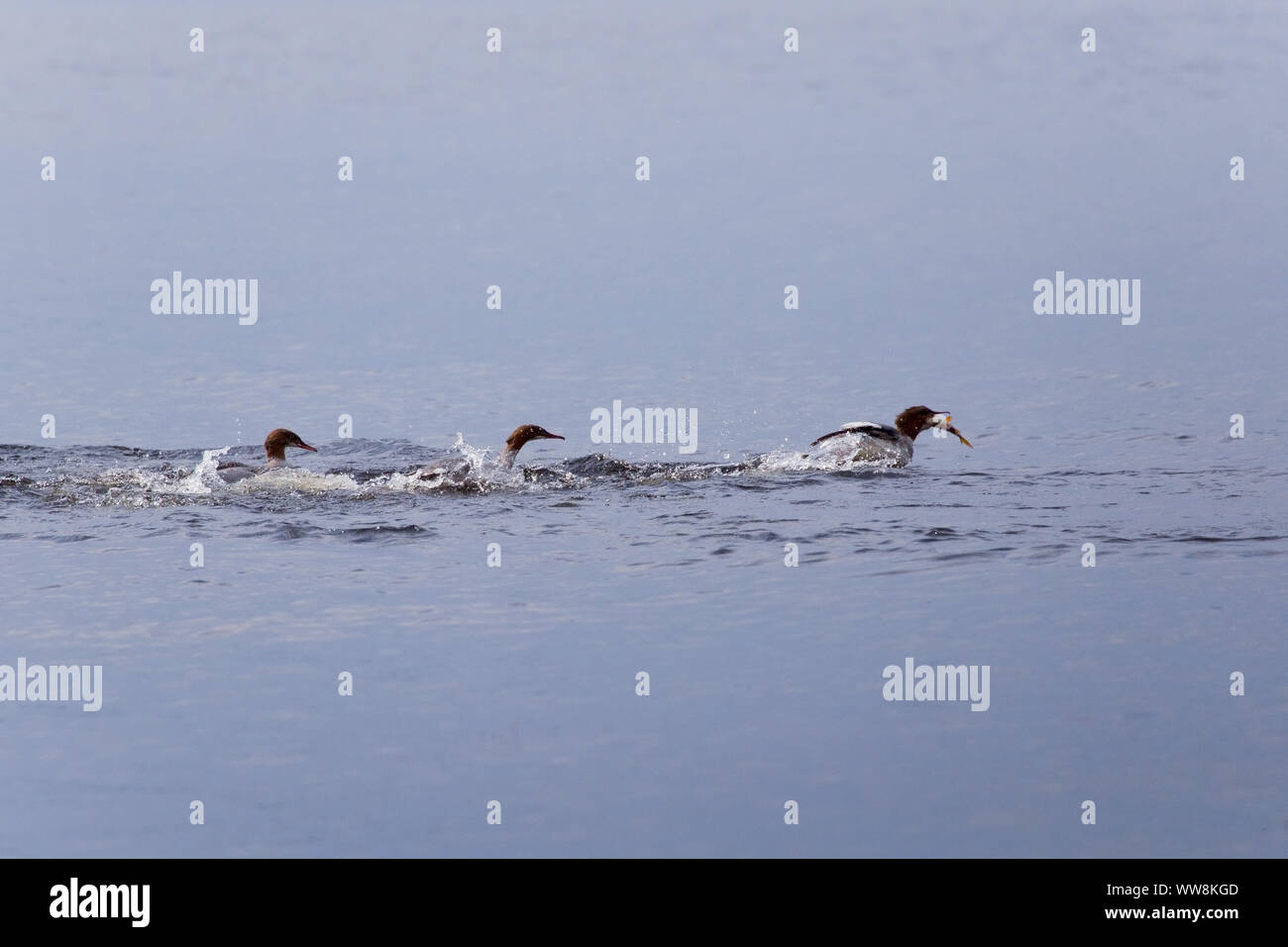 Catch of fish hi-res stock photography and images - Alamy
