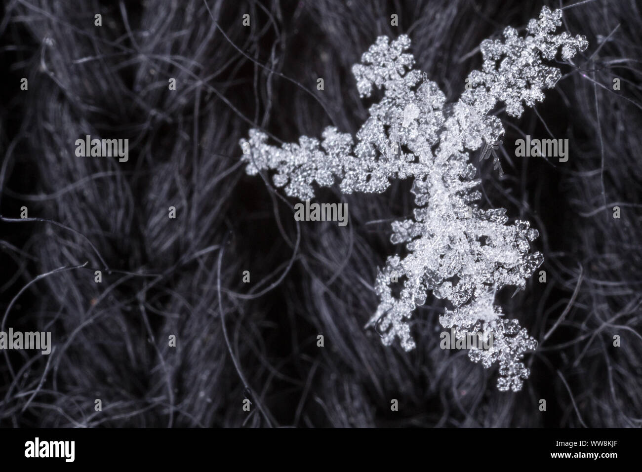 Real snowflake hi-res stock photography and images - Alamy