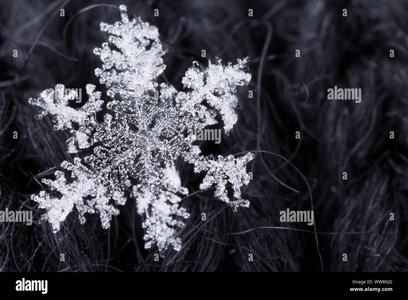 Snowflake, extreme macro photography Stock Photo - Alamy