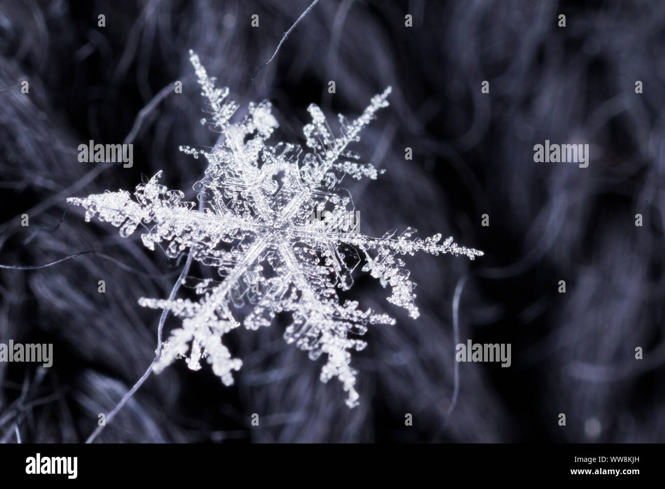 Macro extreme macro hi-res stock photography and images - Alamy