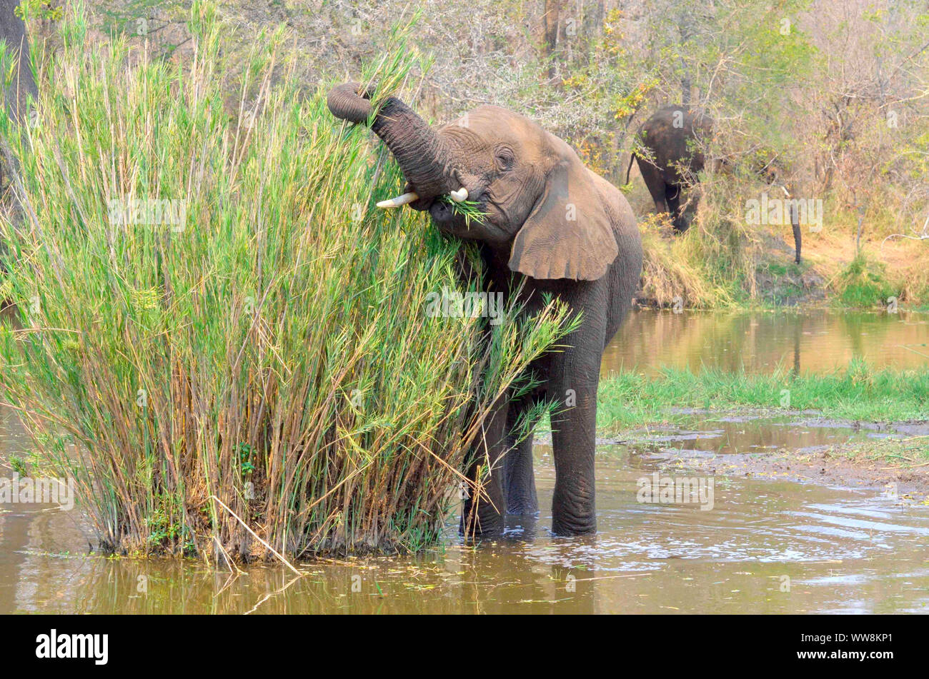 Elephant feeding hi-res stock photography and images - Alamy
