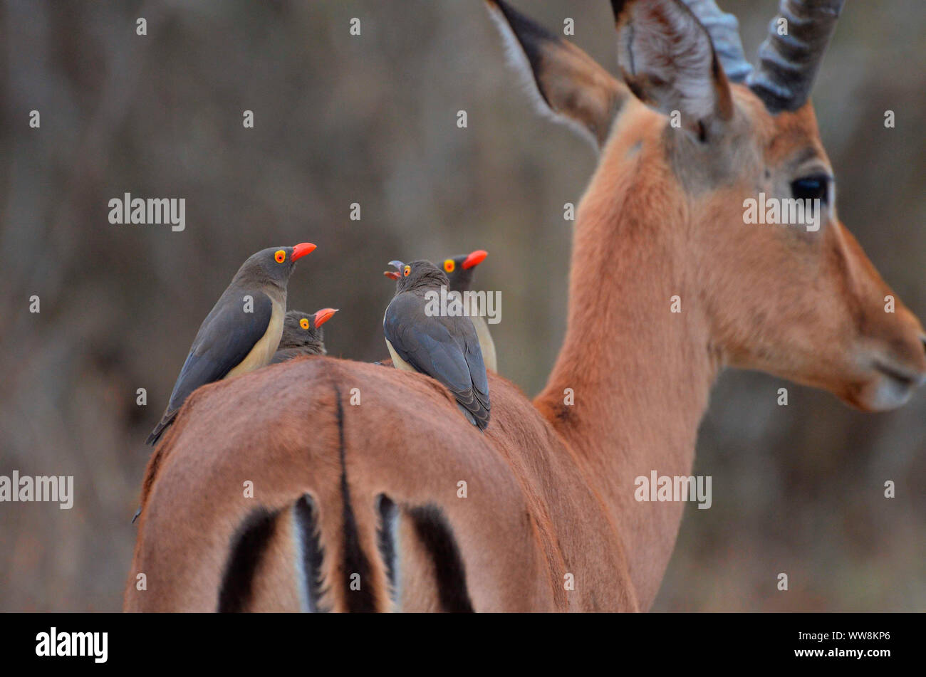 Red billed oxpeckers on an impala hi-res stock photography and images ...