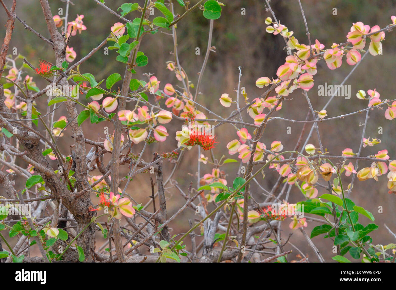 Combretum hi-res stock photography and images - Alamy