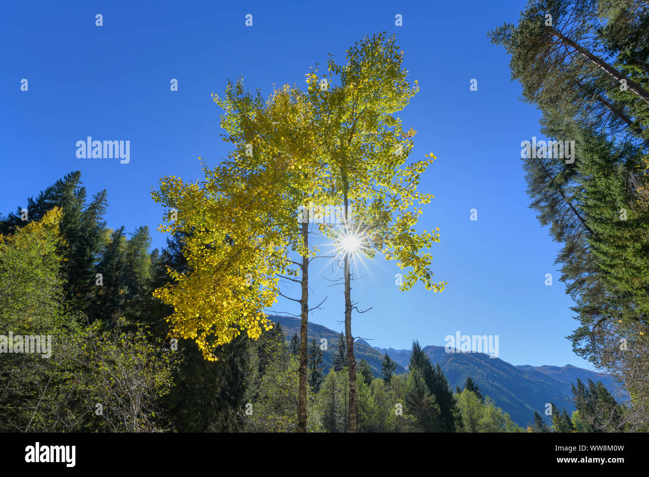Poplar Tree High Resolution Stock Photography and Images - Alamy