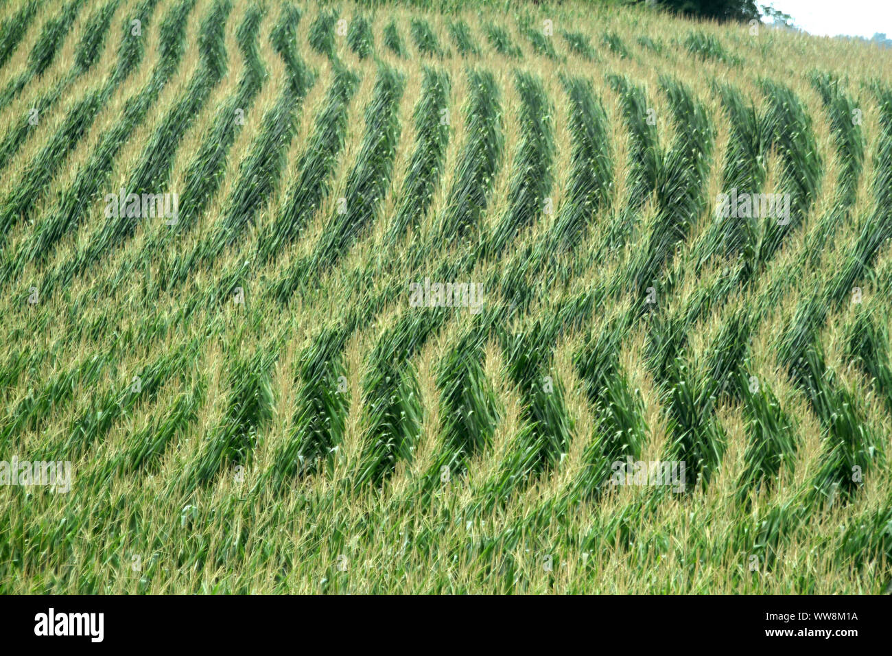 Large, beautiful corn field in Virginia, USA Stock Photo - Alamy