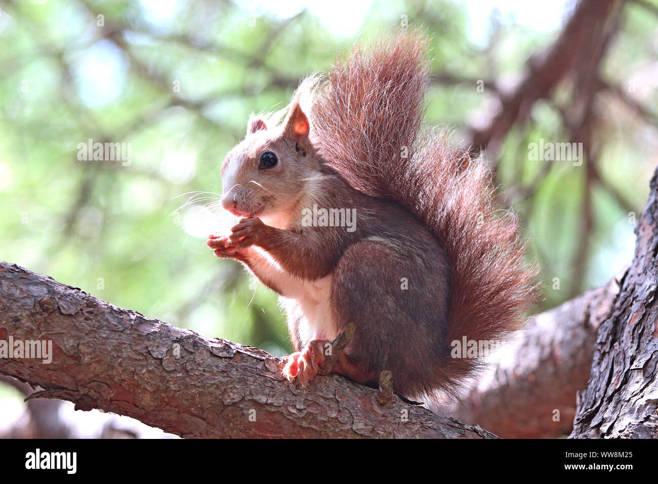 Spanish Red Squirrel (sciurus vulgaris) perched high in a pine tree ...