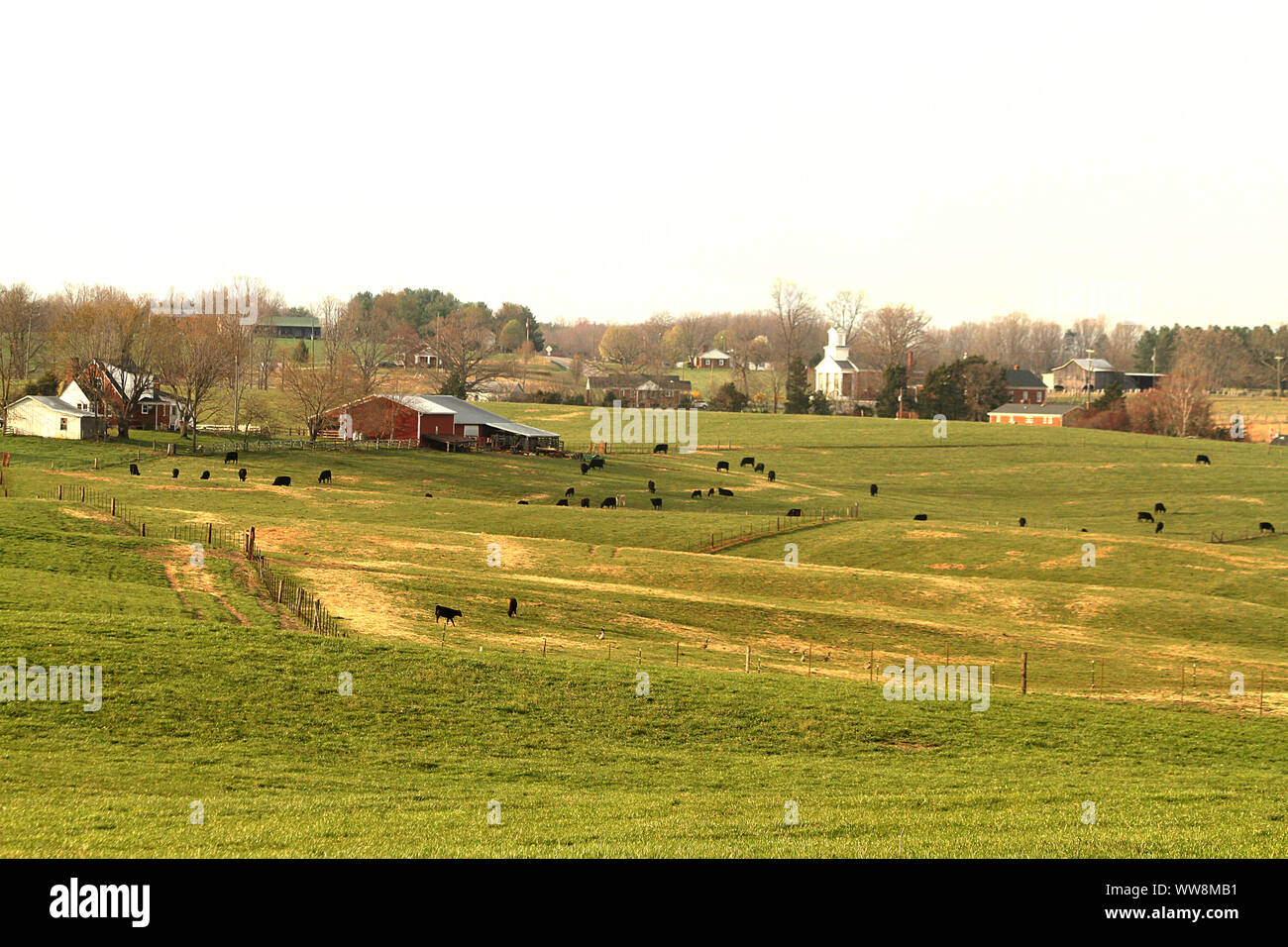 Rural virginia landscape cattle hi-res stock photography and images - Alamy