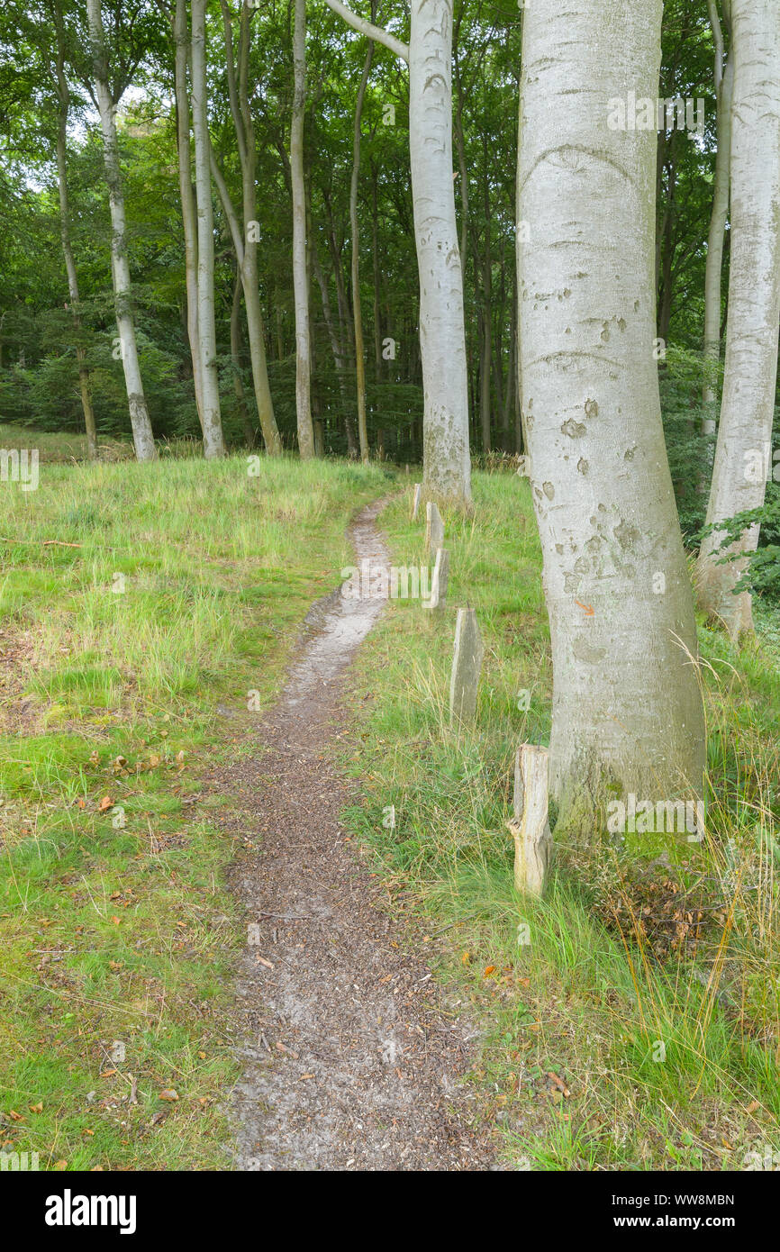 Steep path forest hi-res stock photography and images - Alamy