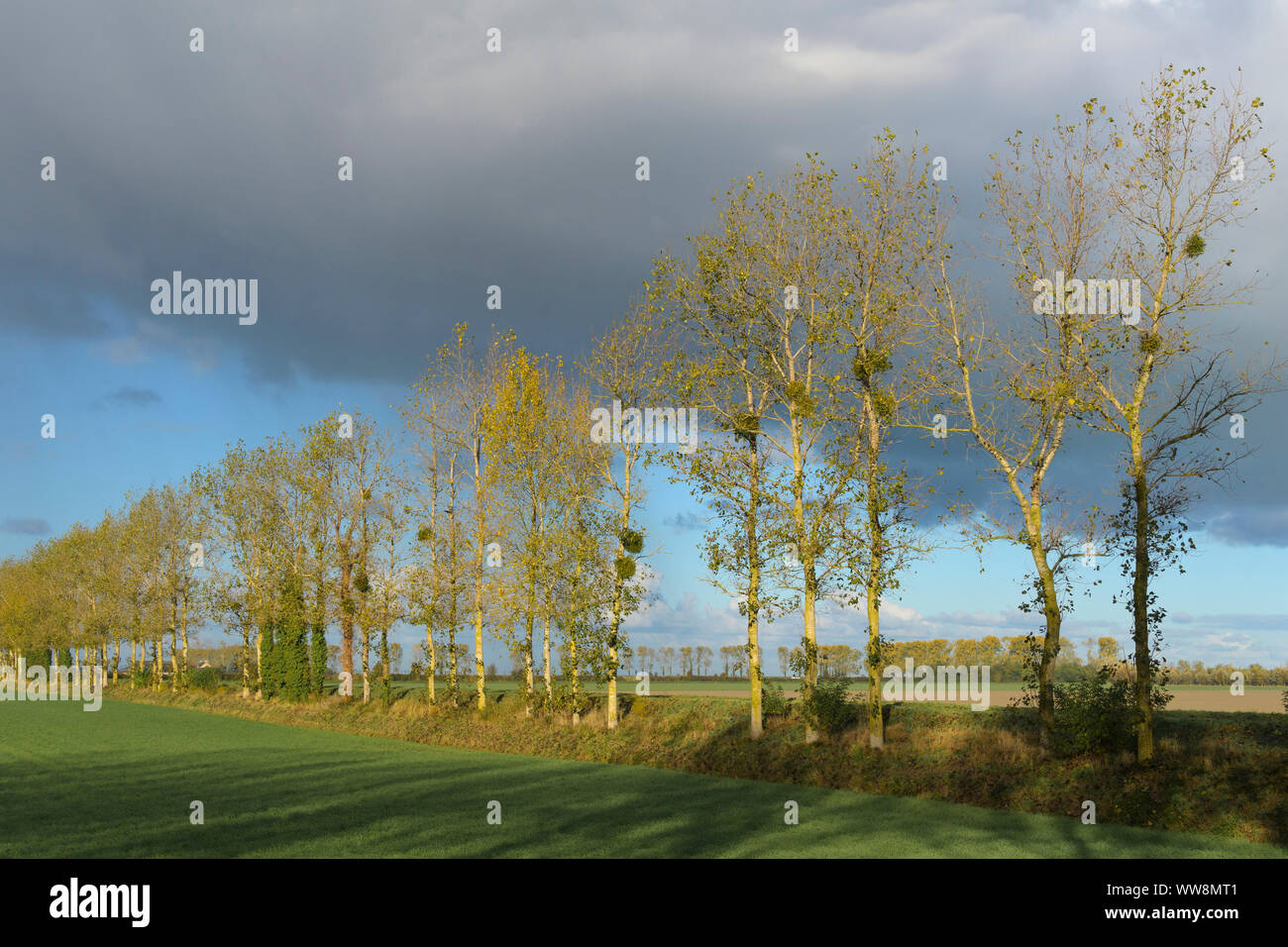 Poplar tree row in autumn, Mont-Saint-Michel, Manche department ...