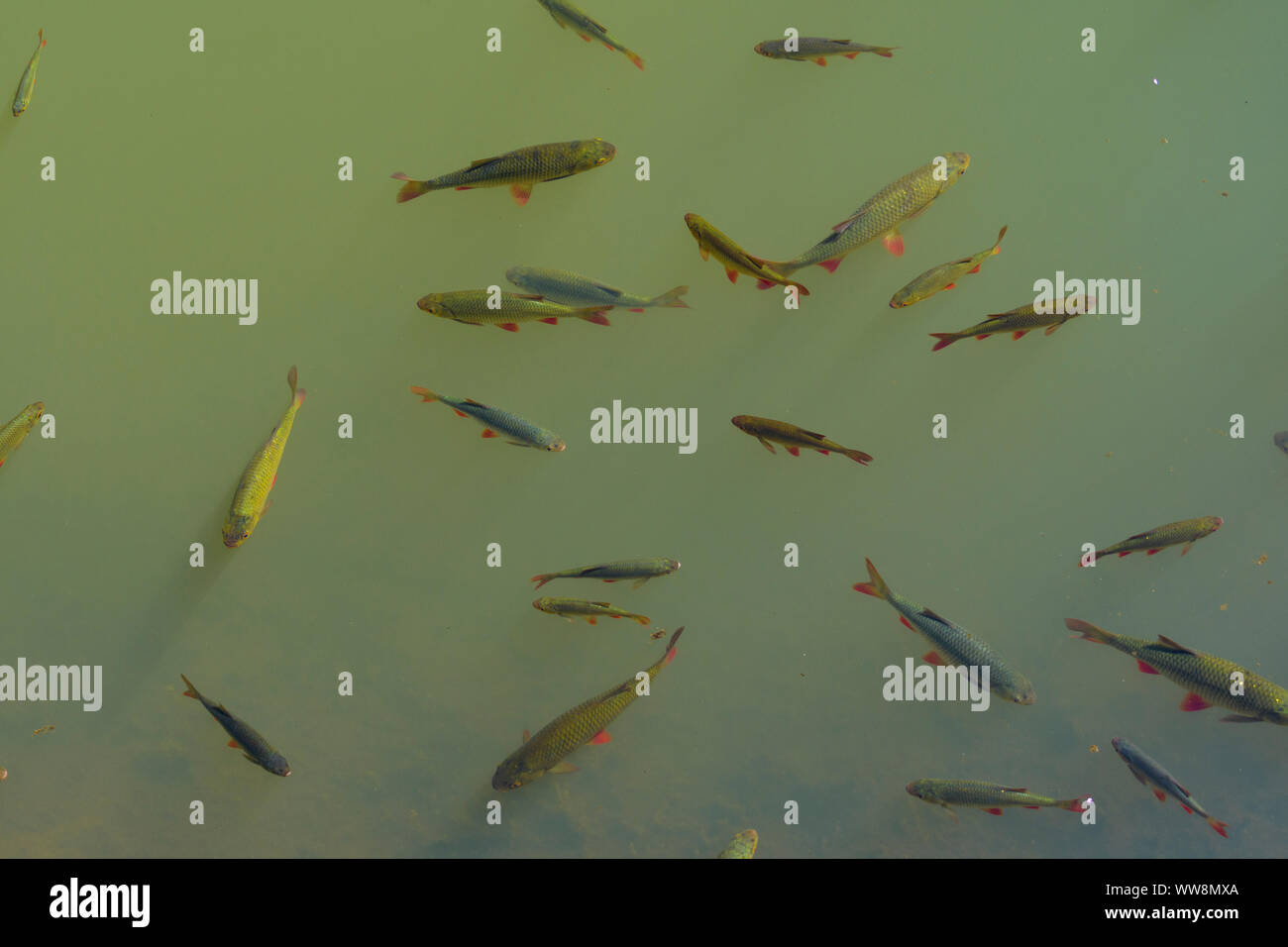 Fish swarm in the pond Stock Photo - Alamy