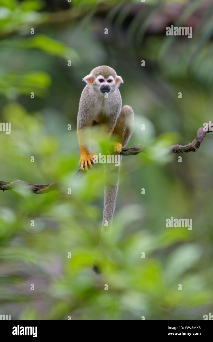 Squirrel Monkey, Saimiri sciureus Stock Photo - Alamy