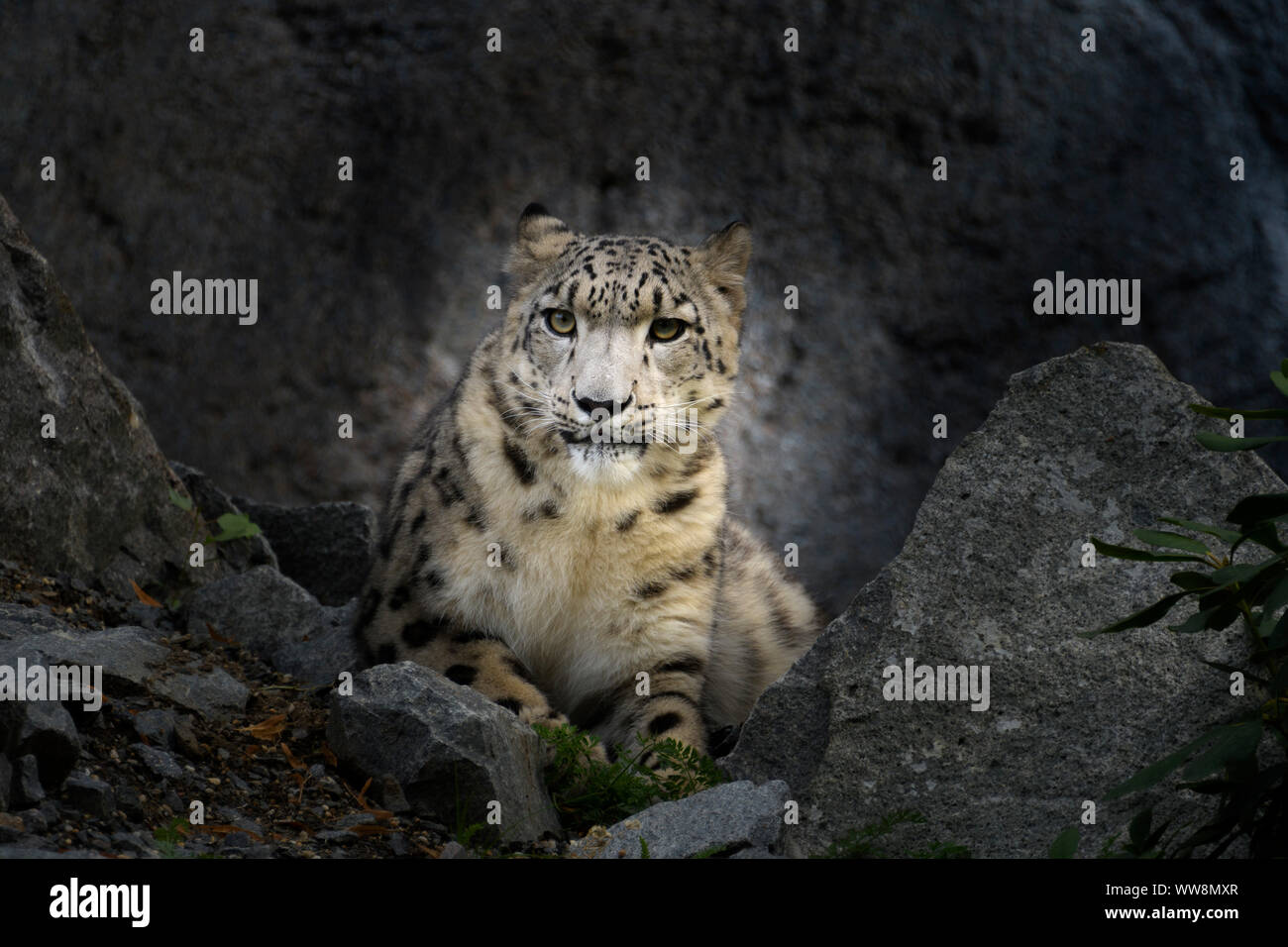 Snow leopard, Panthera uncia Stock Photo - Alamy