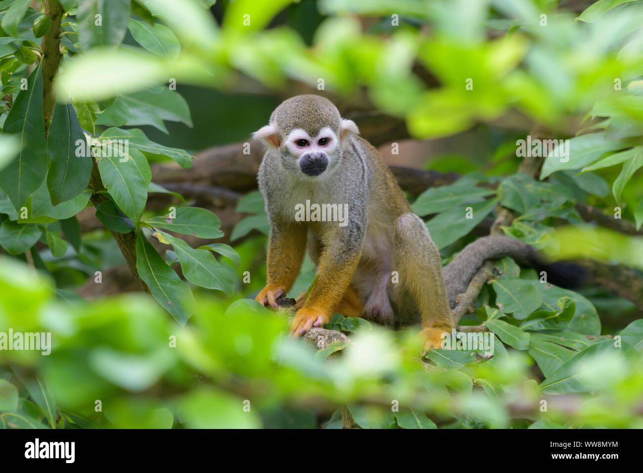 Squirrel Monkey, Saimiri sciureus Stock Photo - Alamy