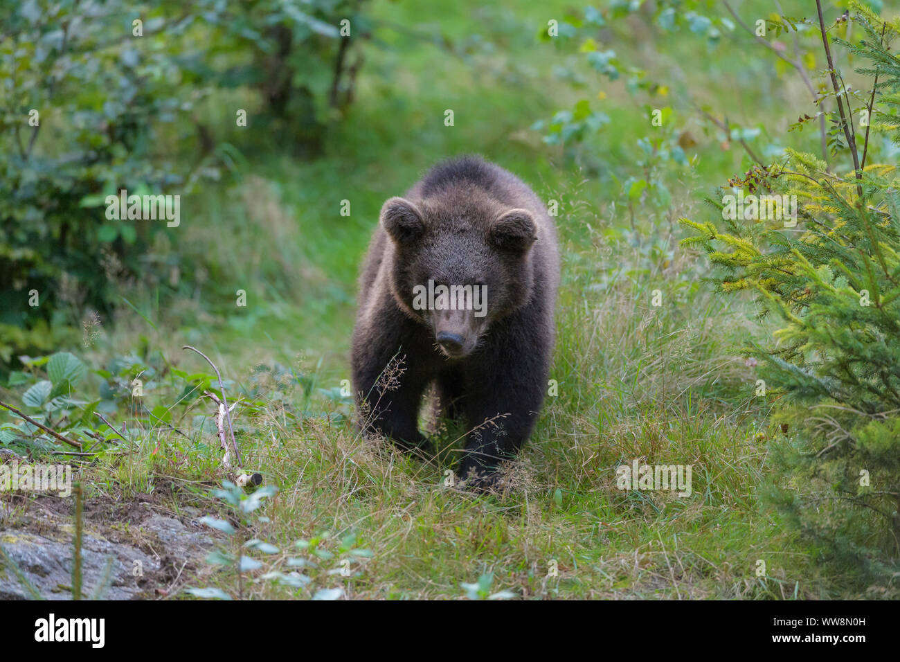 Cub germany hi-res stock photography and images - Alamy