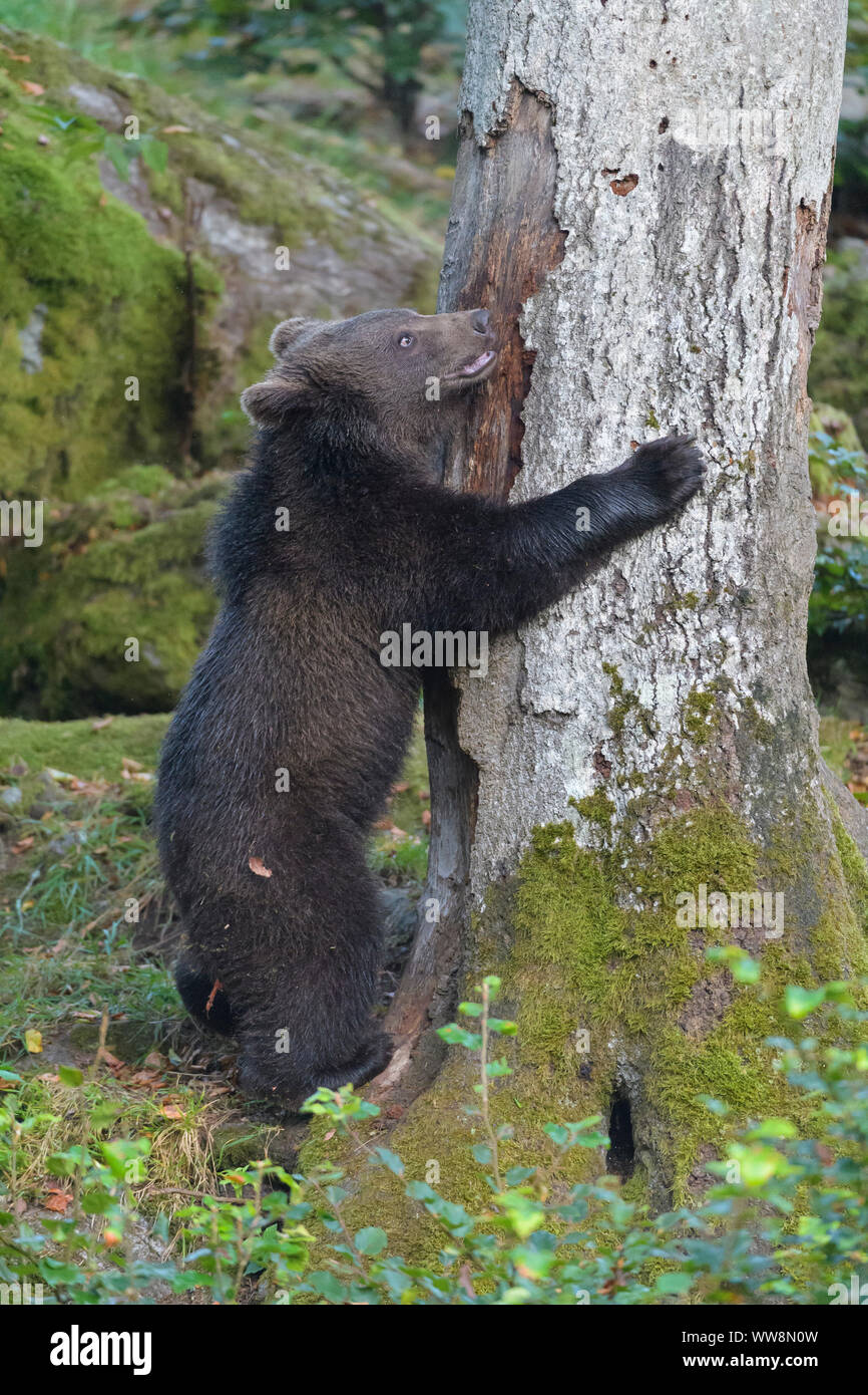 Cub stands hi-res stock photography and images - Alamy