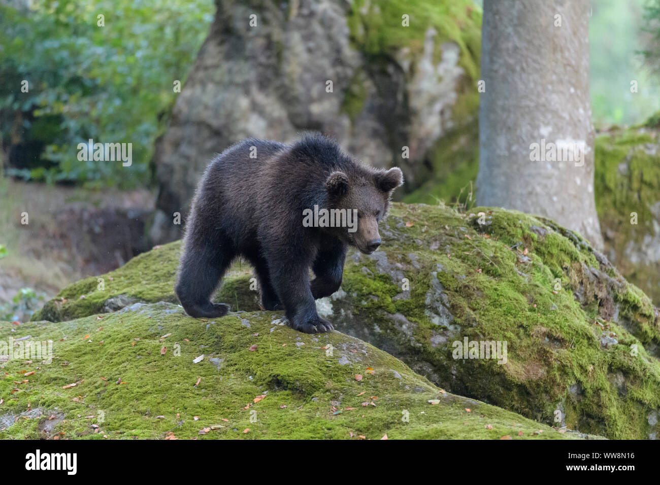 Brown bear, Ursus arctos, cub, Germany Stock Photo - Alamy