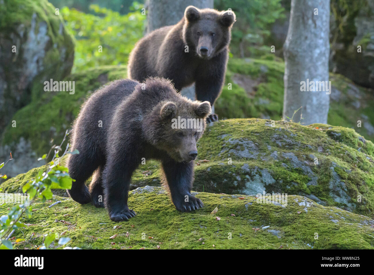 Brown bear, Ursus arctos, two cub, Germany Stock Photo - Alamy