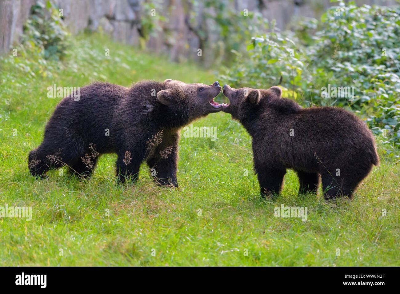 Mother bears fighting hi-res stock photography and images - Alamy