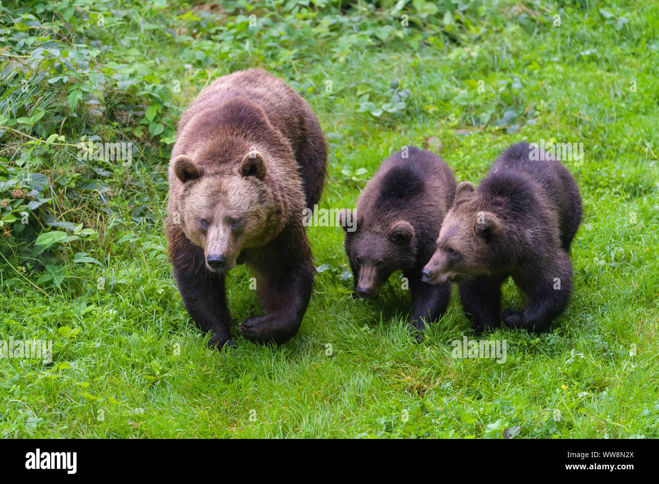 Brown bear, Ursus arctos, female with two cub, Germany Stock Photo - Alamy