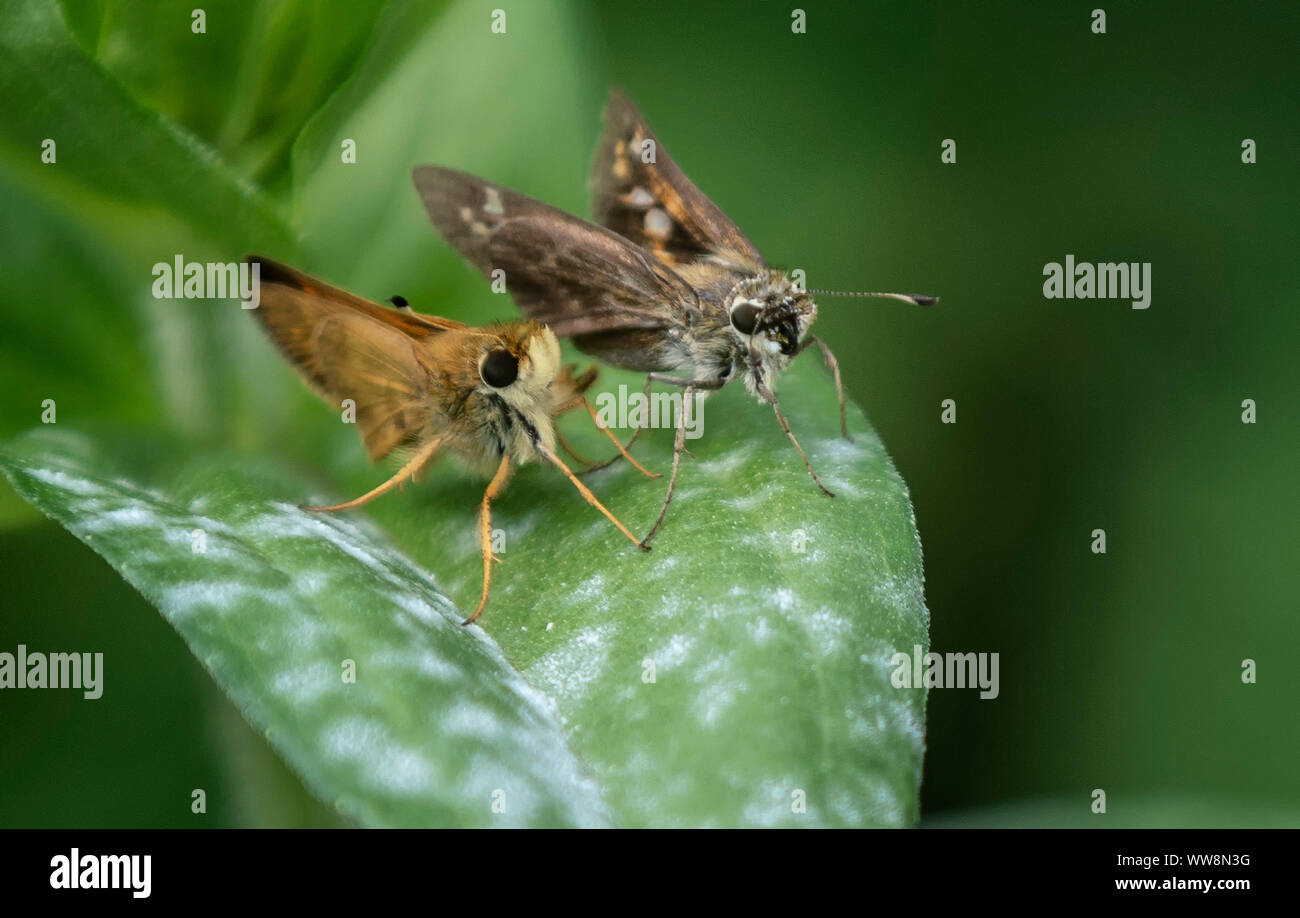 The two together hi-res stock photography and images - Alamy