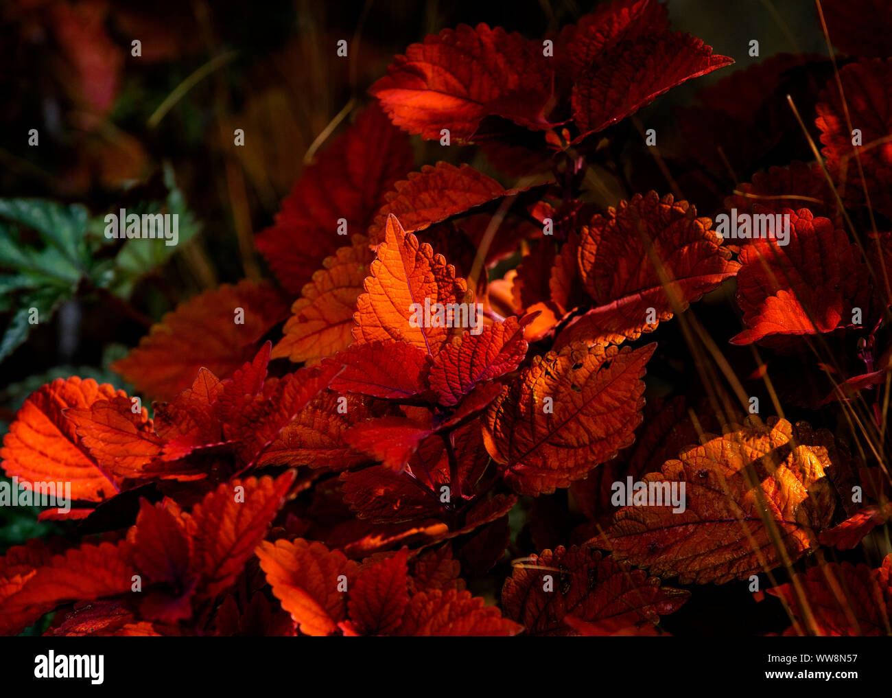 Blazing gold hi-res stock photography and images - Alamy