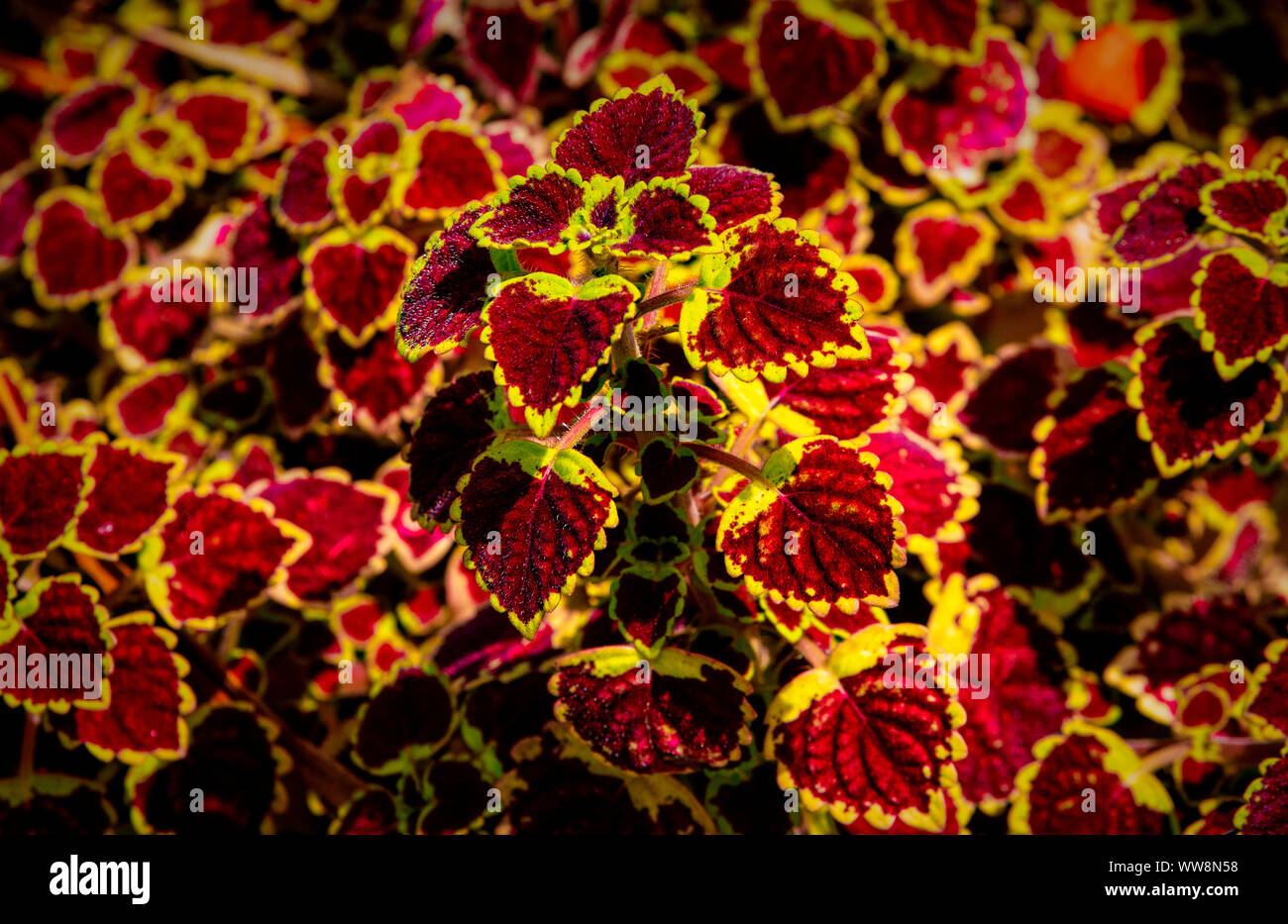 Red and yellow Stock Photo - Alamy